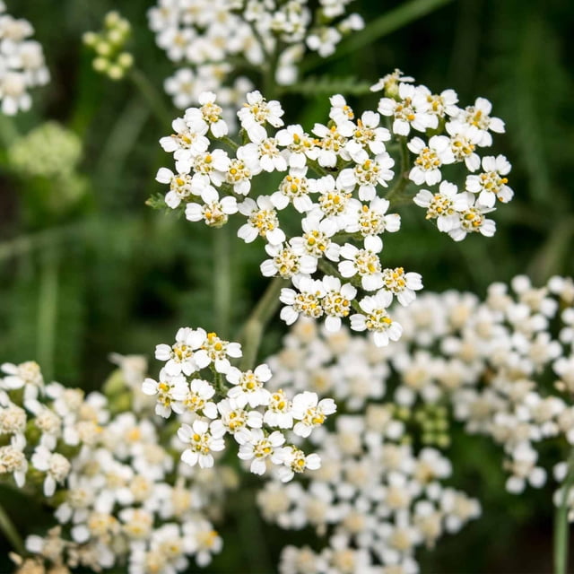 White Yarrow Wildflower Garden & Herb Seeds - 1 Oz - Perennial Wild ...