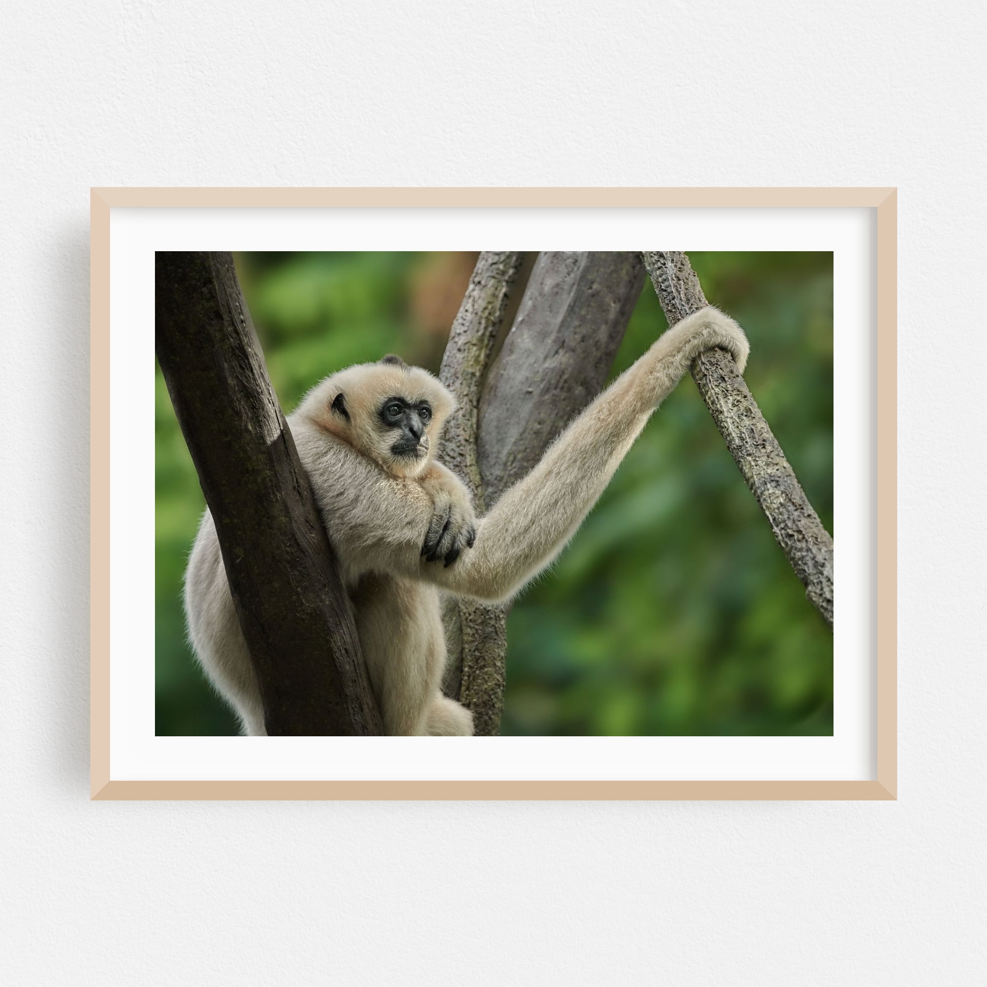 White-cheeked Gibbon - Photography Wildlife Animal Nature Jungle ...