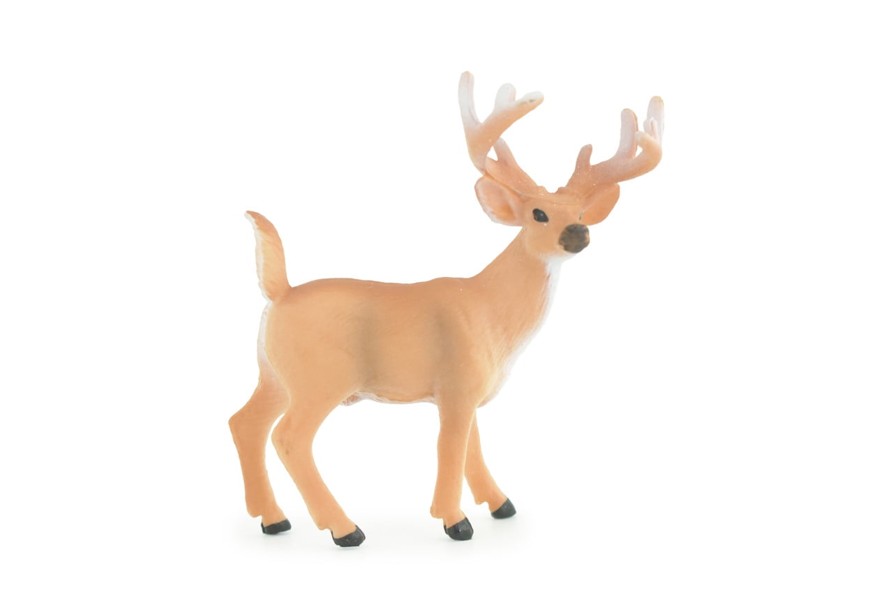 White-tailed Deer, Buck, Male, Museum Quality, Educational, Hand ...