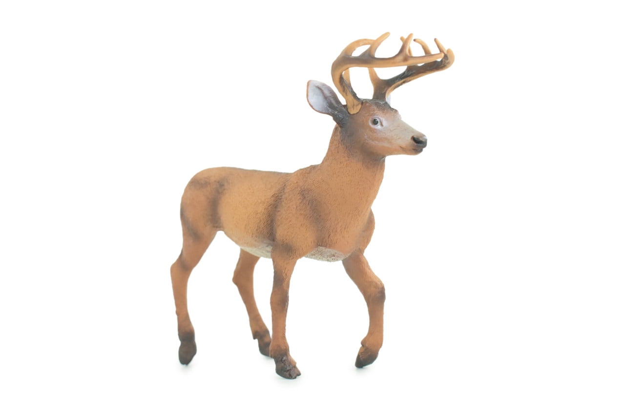 White-tailed Deer, Buck, Male, Museum Quality, Educational, Hand ...
