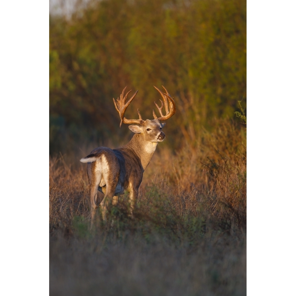 White-tailed Deer in cactus grass and thornbrush habitat Poster Print ...