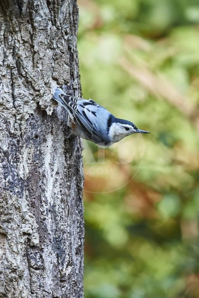 WhiteBreasted Nuthatch, Animals Unframed Photographic Print Wall Art by ...