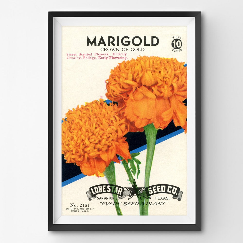 WhitePeak Art Vintage Marigold Seed Packet Poster, 8x12 UNFFRAMED ...