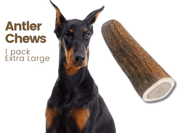 WhiteTail Naturals Premium Whole Elk Antlers For Dogs - 1 Pack X-Large ...