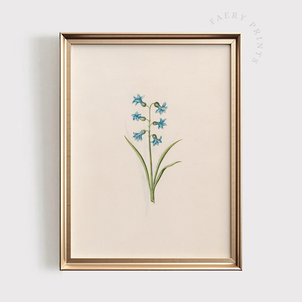 Whitepeak Art Bluebell Flower Print | Antique Botanical Blue Wildflower ...