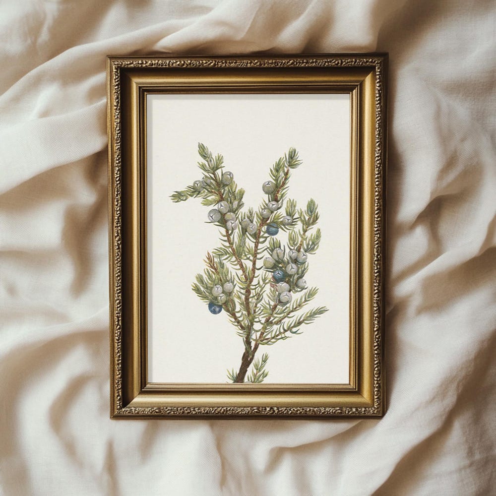 Whitepeak Art Mountain Juniper Vintage Botanical Drawing | Farmhouse ...