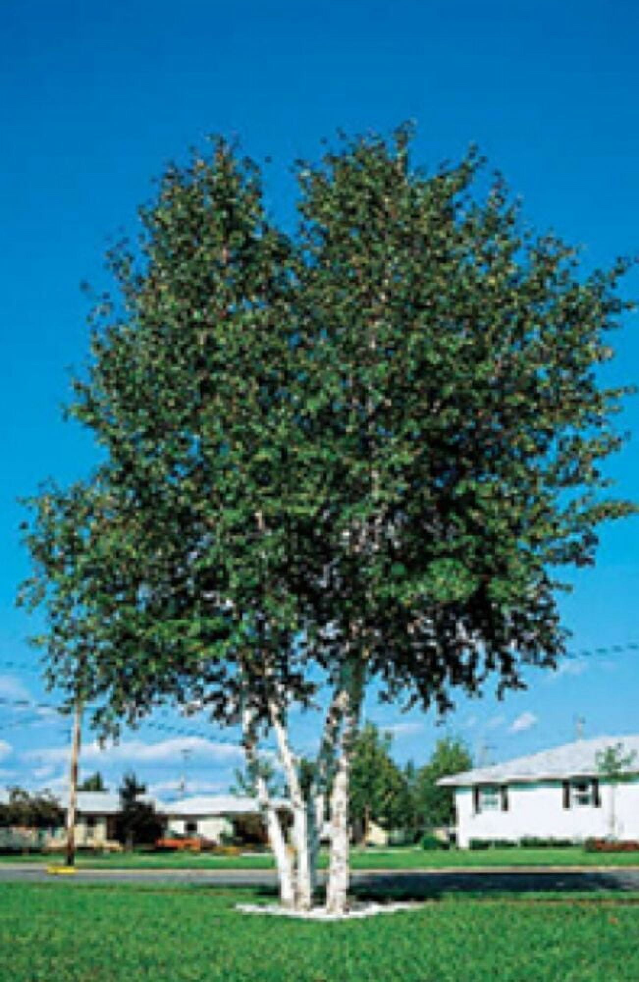Whitespire Birch Tree - Betula populifolia 4-5 Ft Live Tree! 3 Gal Size ...
