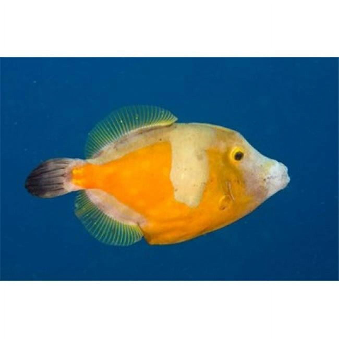 Whitespotted File Fish Orange Phase Bonaire Caribbean Poster Print by ...