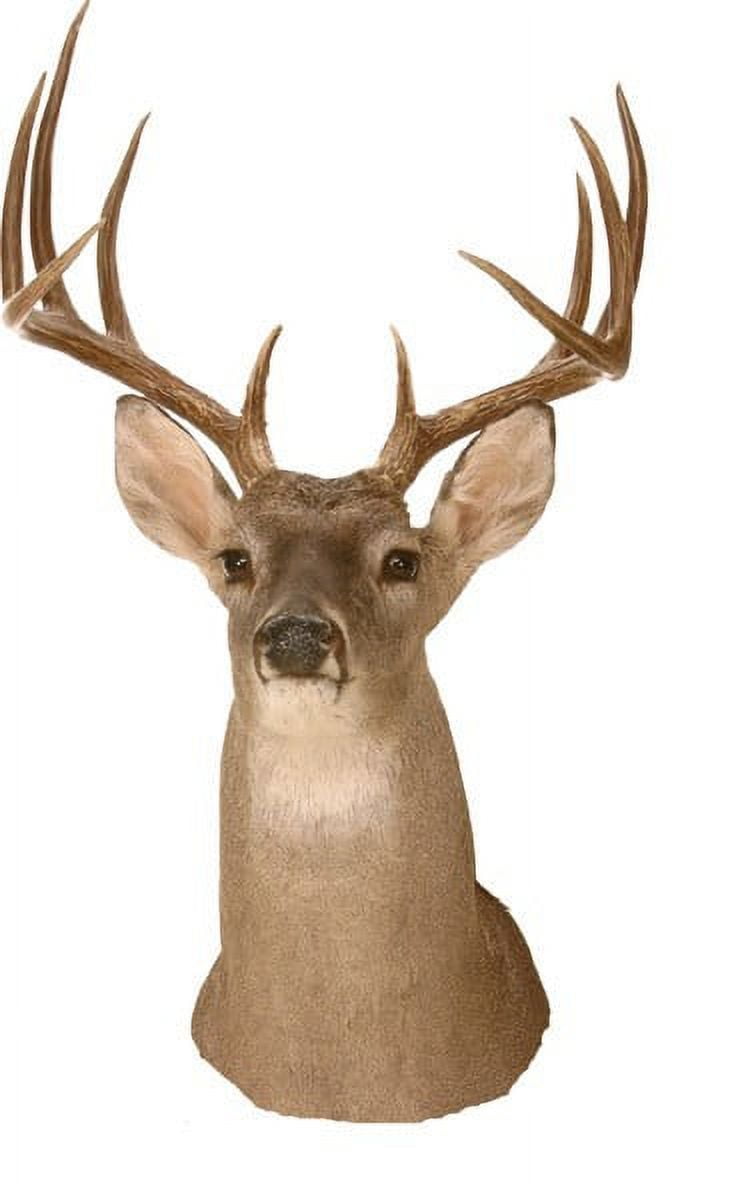 Whitetail Deer Decal - Walmart.com