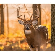 Dinner Getter Deer Food Plot Corn Seeds - 250 Seeds to Grow Deer Food ...
