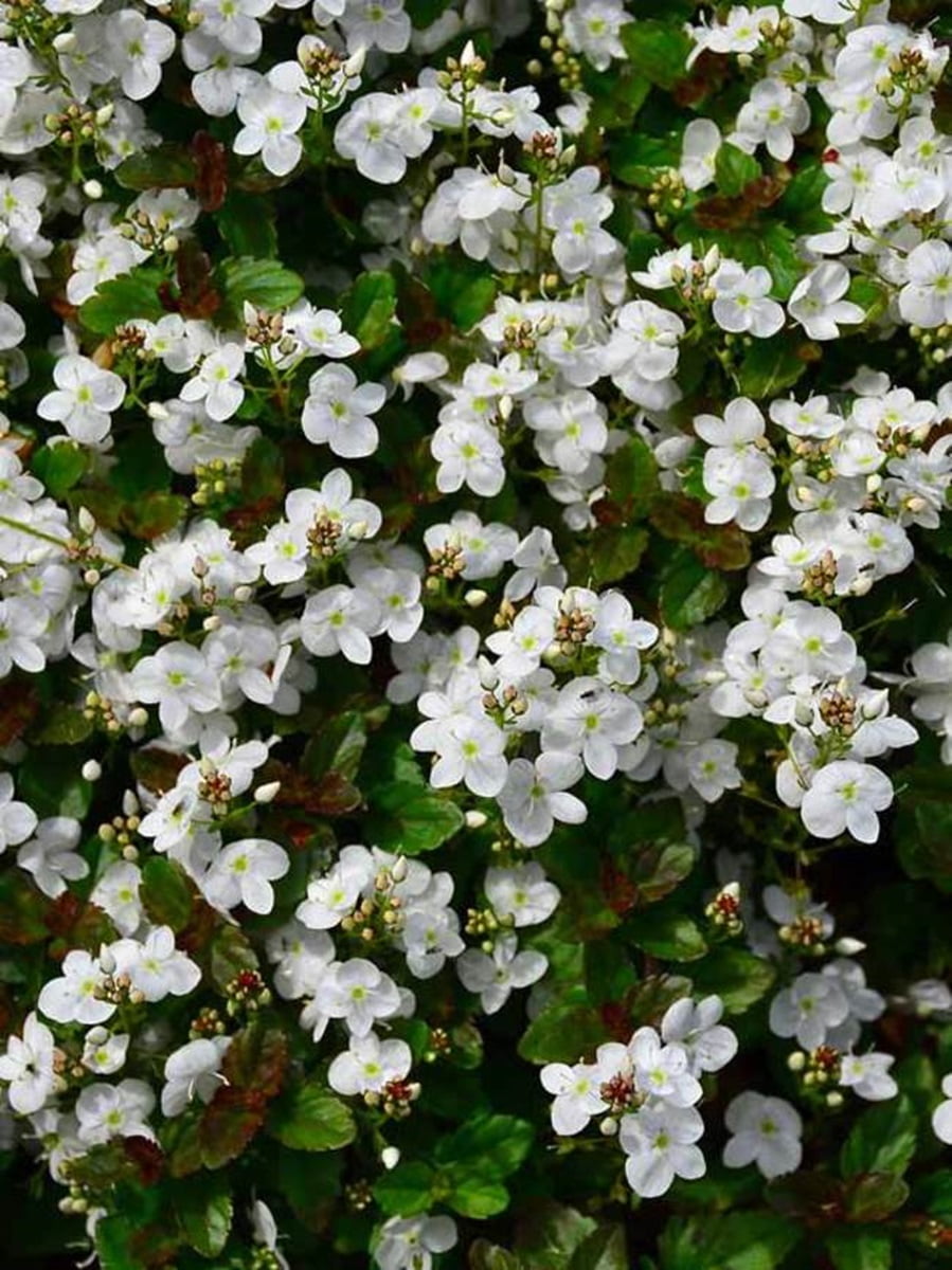 Whitewater Veronica - Creeping Speedwell - Quart Pot - Walmart.com