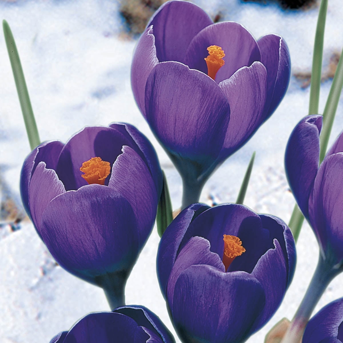 Whitewell Purple Species Crocus Dormant Spring Flowering Bulbs 25 Pack ...