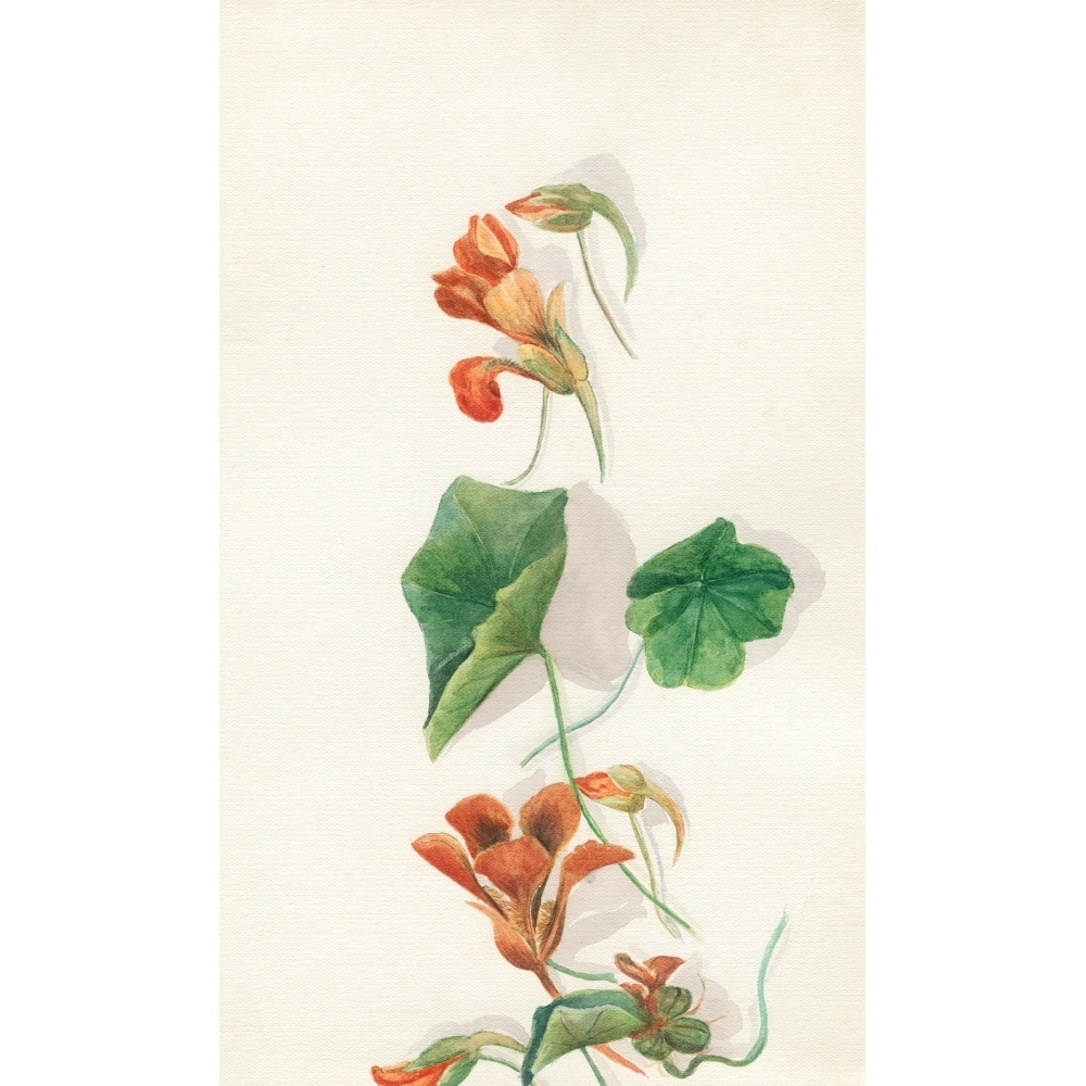 Whiting Nasturtium C1950. Nnasturtium Flowers And Leaves From The Holy ...