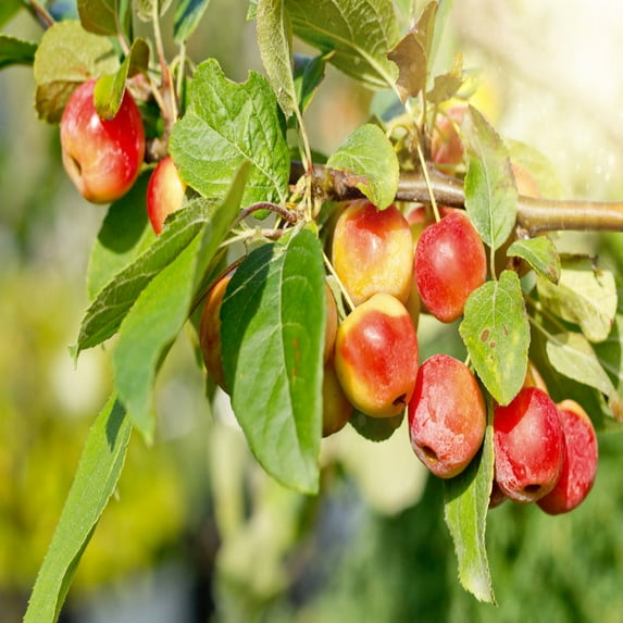 Whitney Crabapple Live Tree – 7 Gallon - Walmart.com