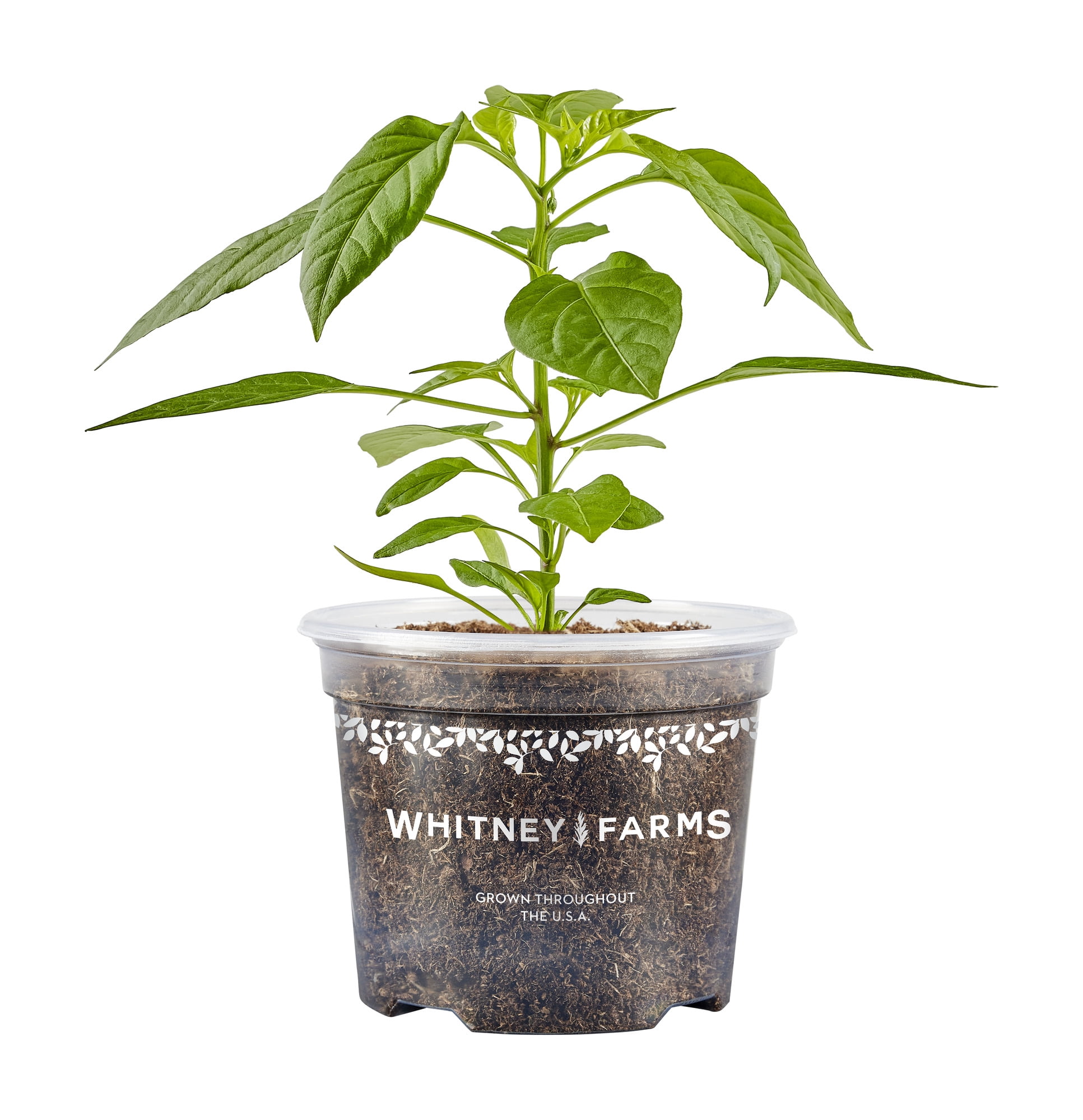 Whitney Farms Cayennetta Cayenne Pepper, Live Plant, 25 oz. - Walmart ...