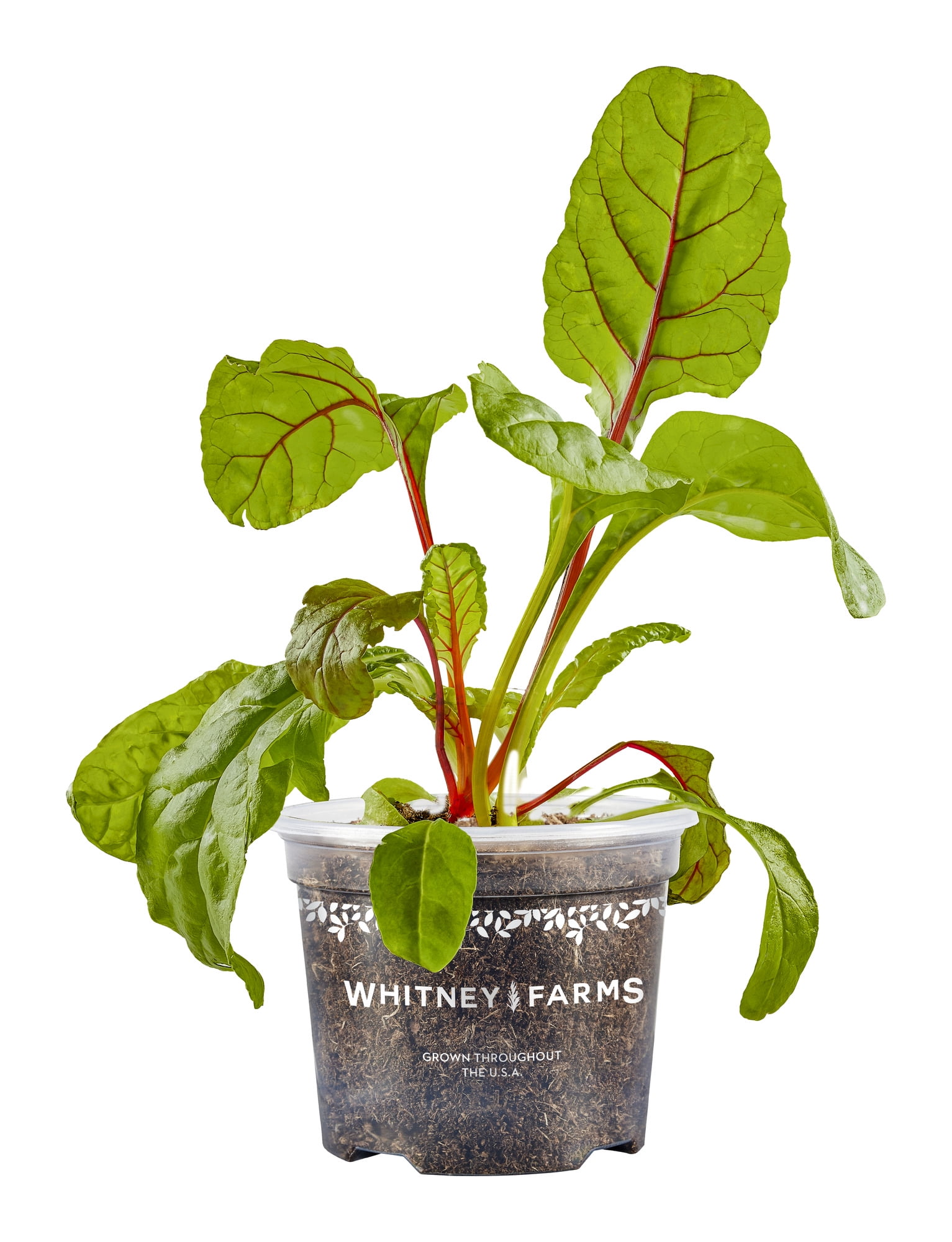 Whitney Farms Fireworks Swiss Chard, Live Plant, 25 oz. - Walmart.com