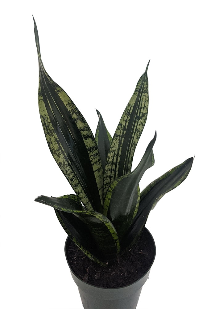 Whitney Snake Plant - Sanseveria - Almost Impossible to kill - 6" Pot ...
