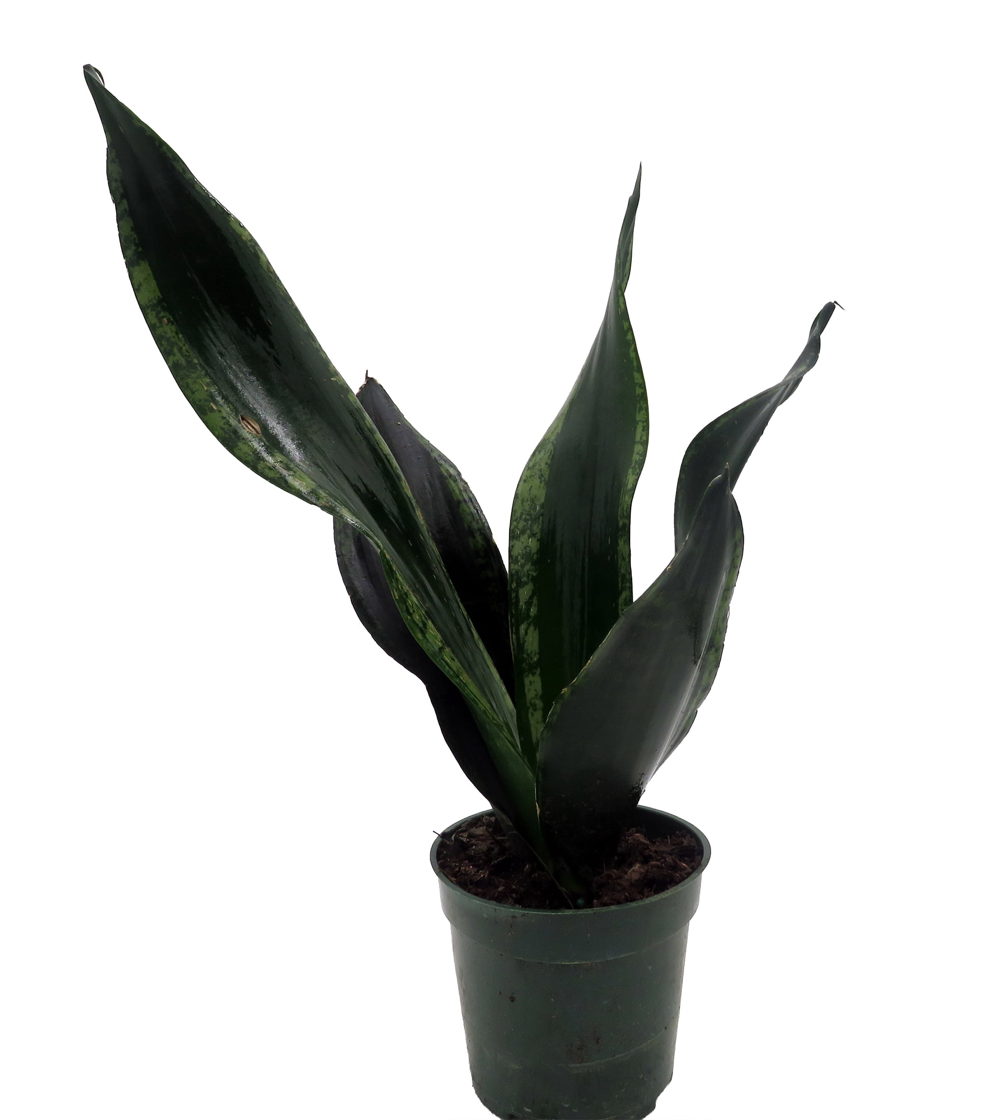 Whitney Snake Plant - Sansevieria - Impossible to kill! - 4" Pot ...