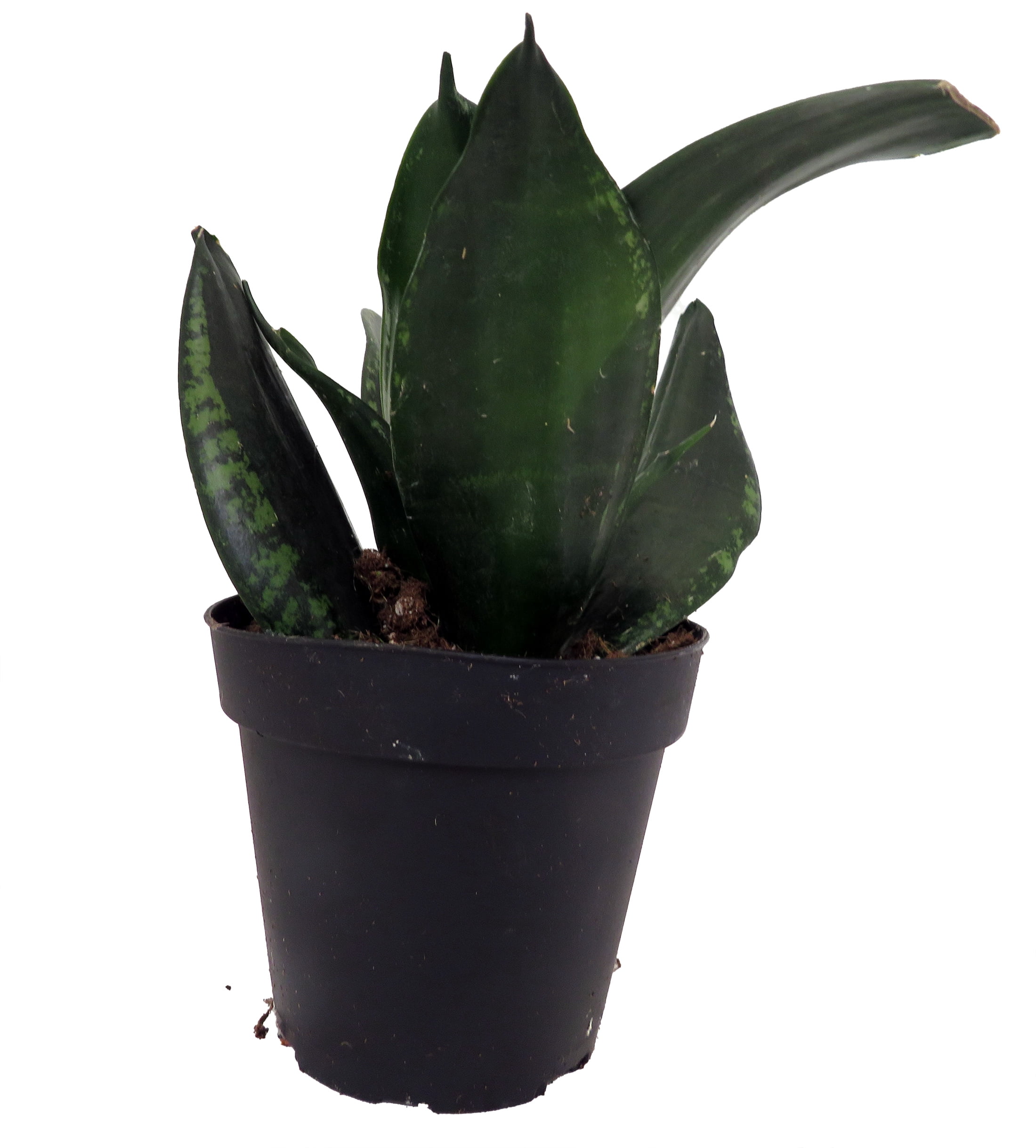 Whitney Snake Plant - Sansevieria - Impossible to kill! - 4" Pot ...