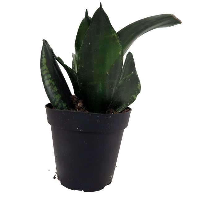 Whitney Snake Plant - Sansevieria - Impossible to kill! - 4" Pot ...