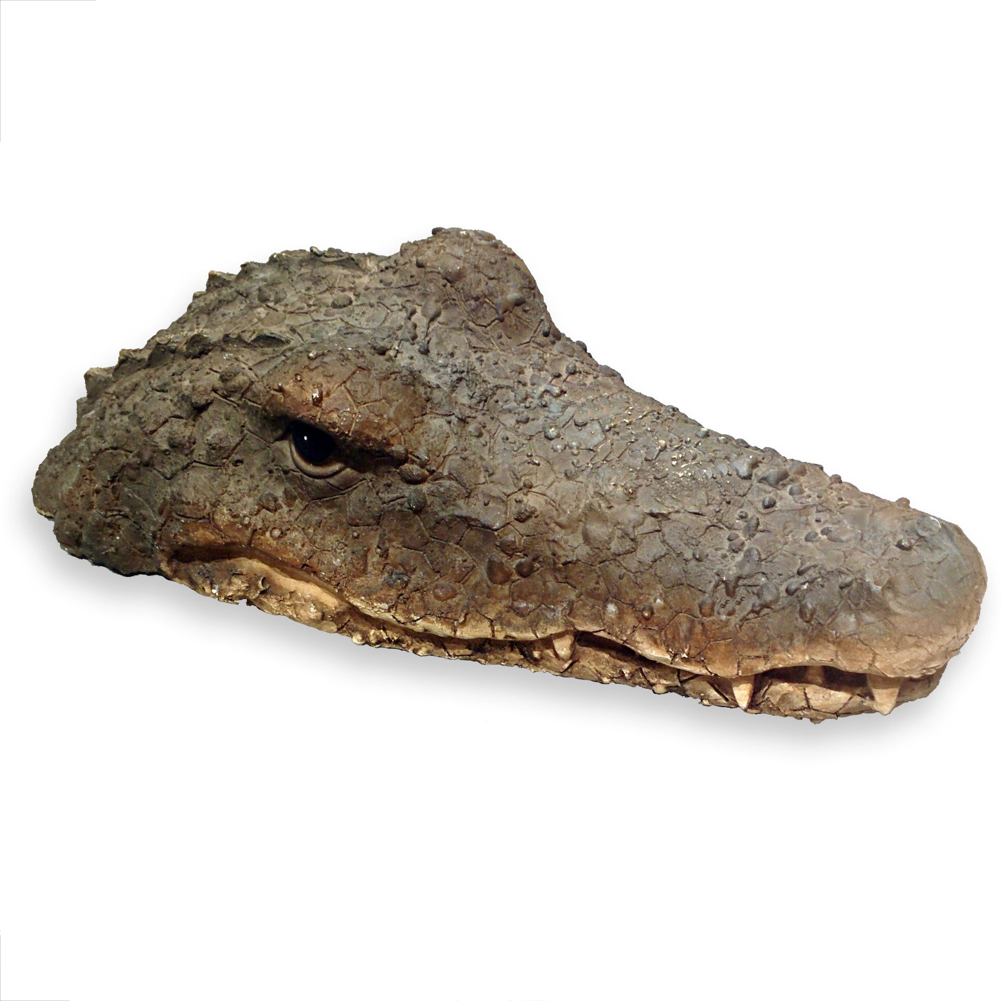 Whole House Worlds Floating Crocodile Head Bust - Walmart.com
