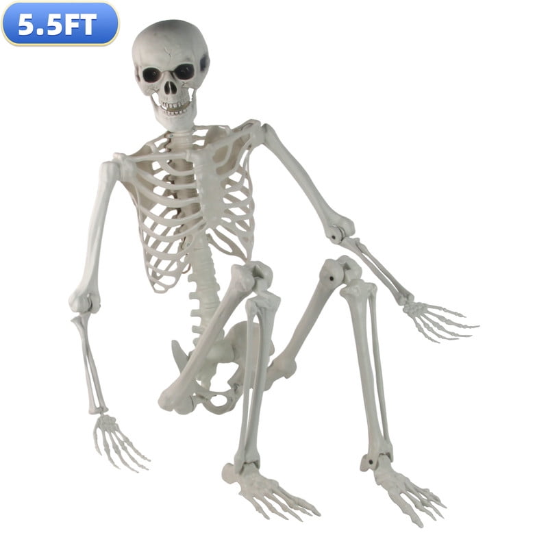 Whole Sale Deals 5.5FT Life-Size Movable Skeleton - Realistic Poseable ...