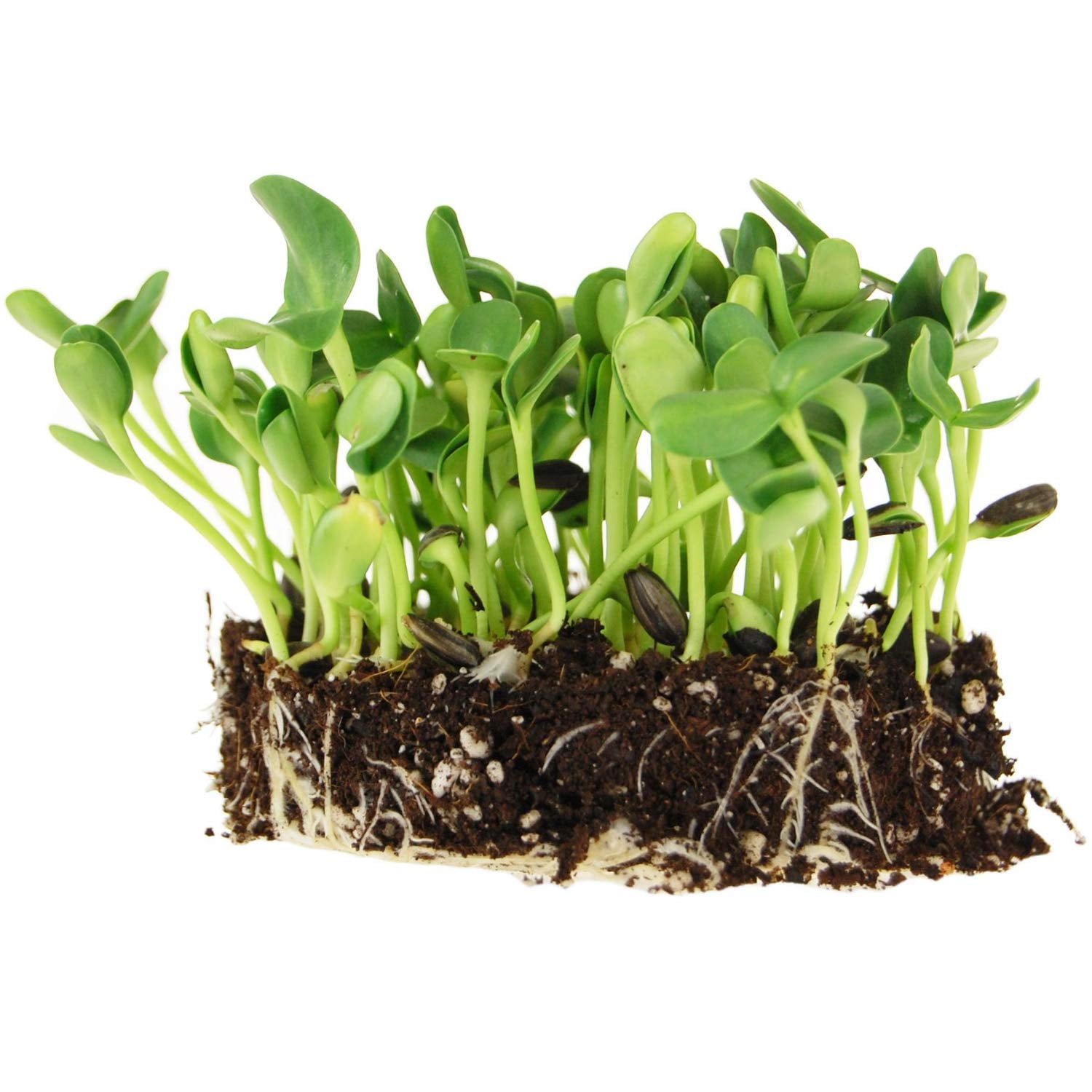 Whole Sunflower Sprouting Seeds: 5 Lb MVR1 ~ 128,000 Seeds - Black Oil ...