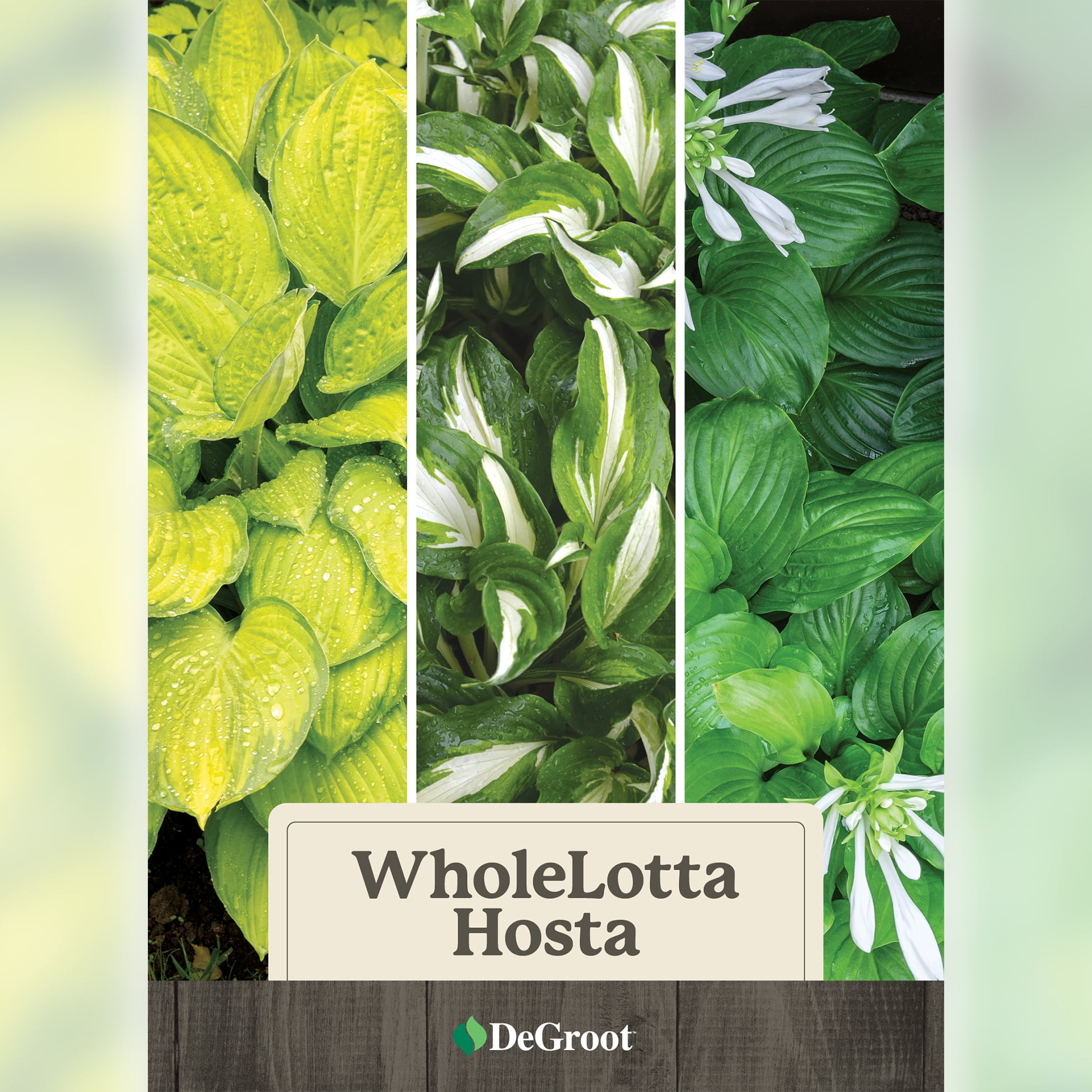 WholeLotta Hosta - Walmart.com