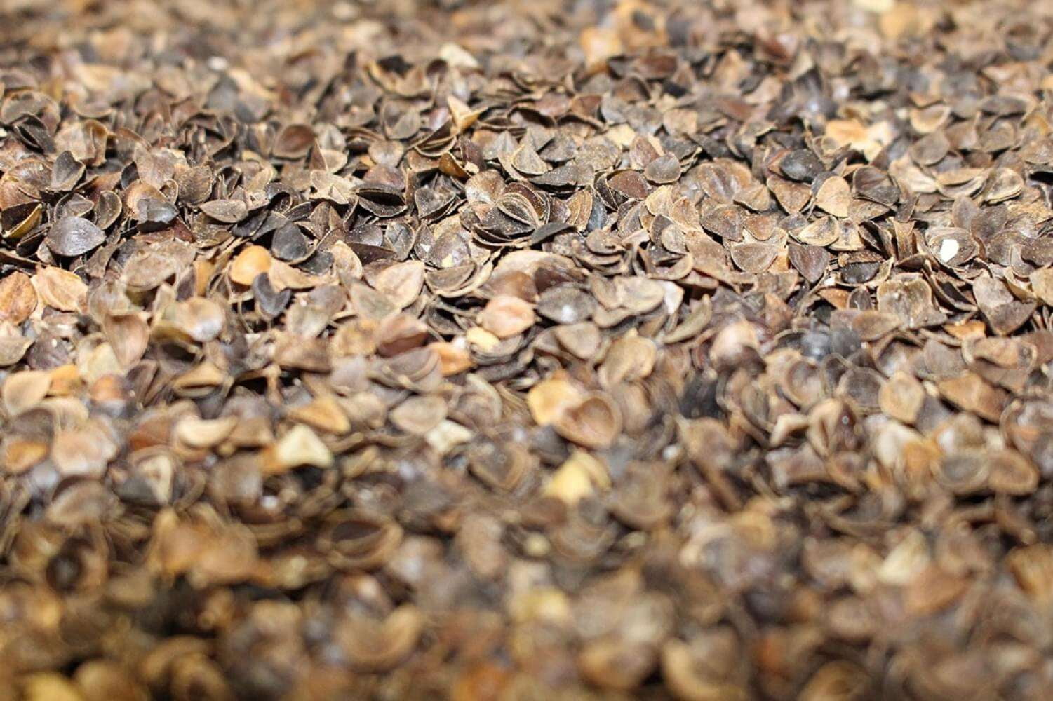 Wholesale Buckwheat - Walmart.com