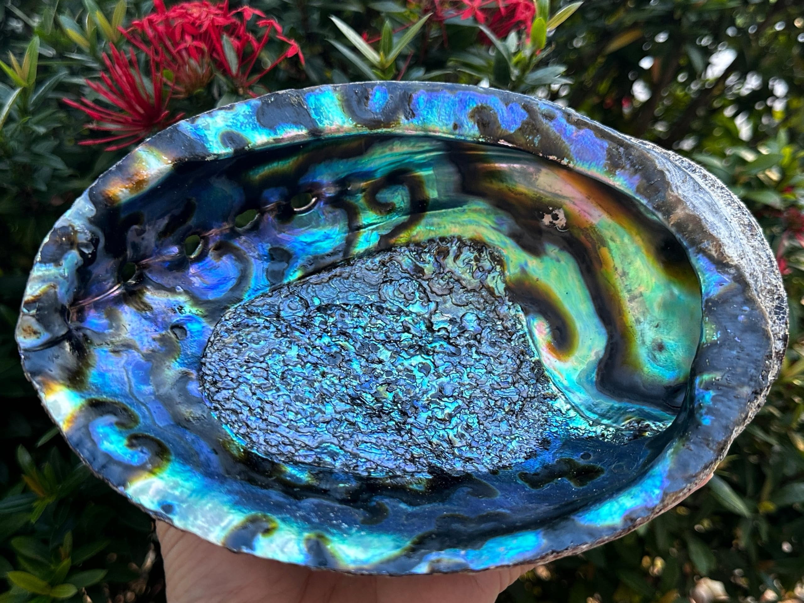 Wholesale Jumbo Abalone Shell, 7-8" Seashell Incense Burner, Smudge ...