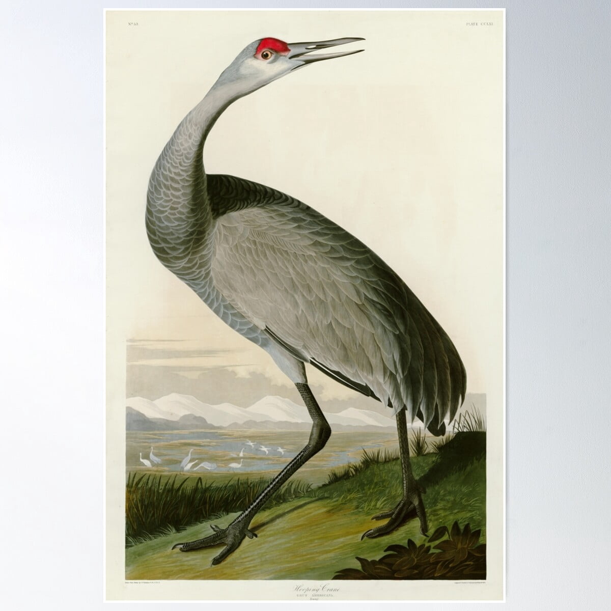 Whooping Crane - John James Audubon Birds Of America Poster Wall Art ...
