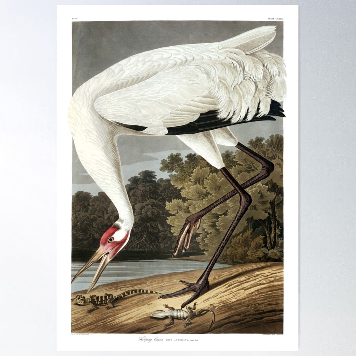 Whooping Crane - John James Audubon Poster Wall Art, Modern Wall Decor ...