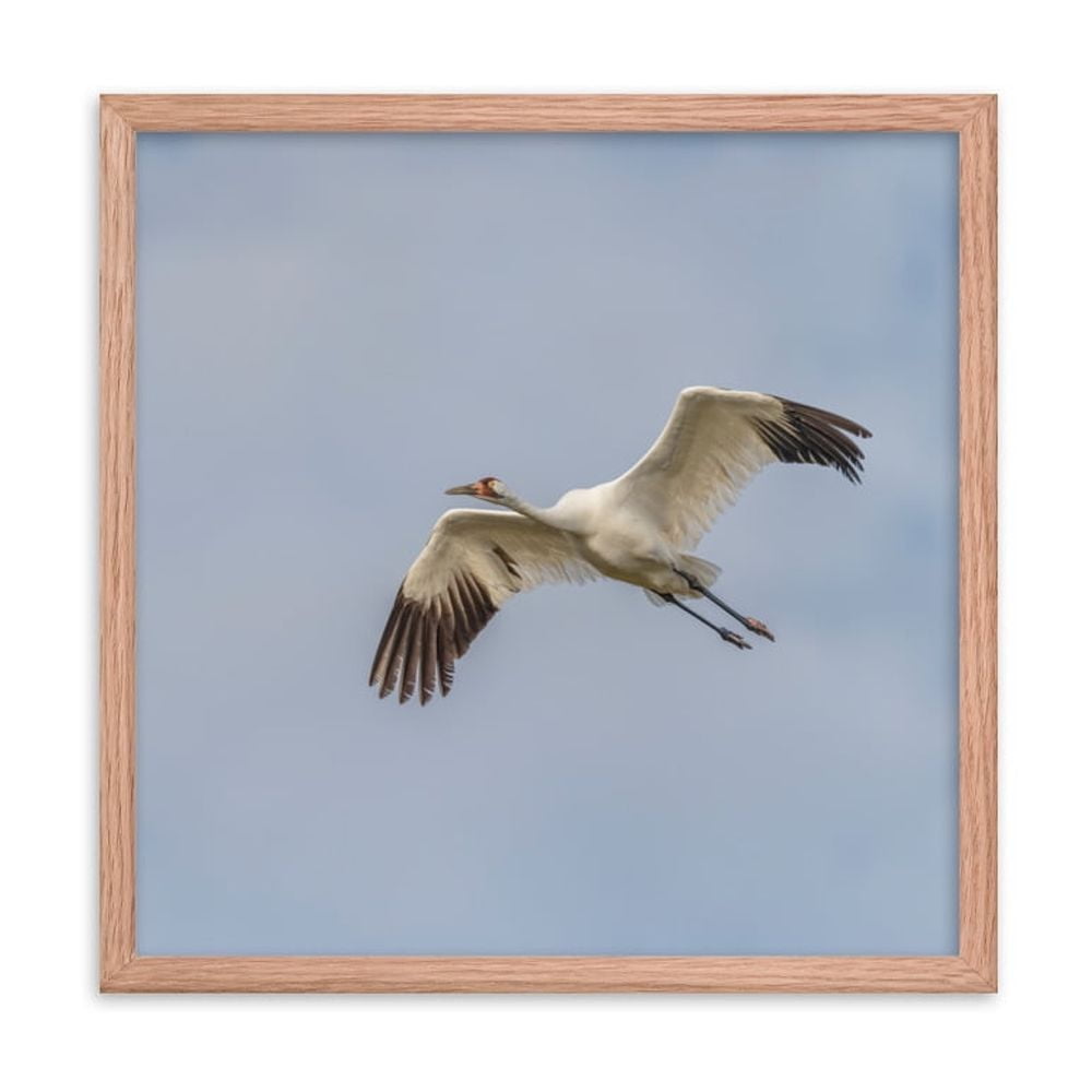 Whooping crane! - Framed matte paper poster (Red Oak, 18″×18 ...