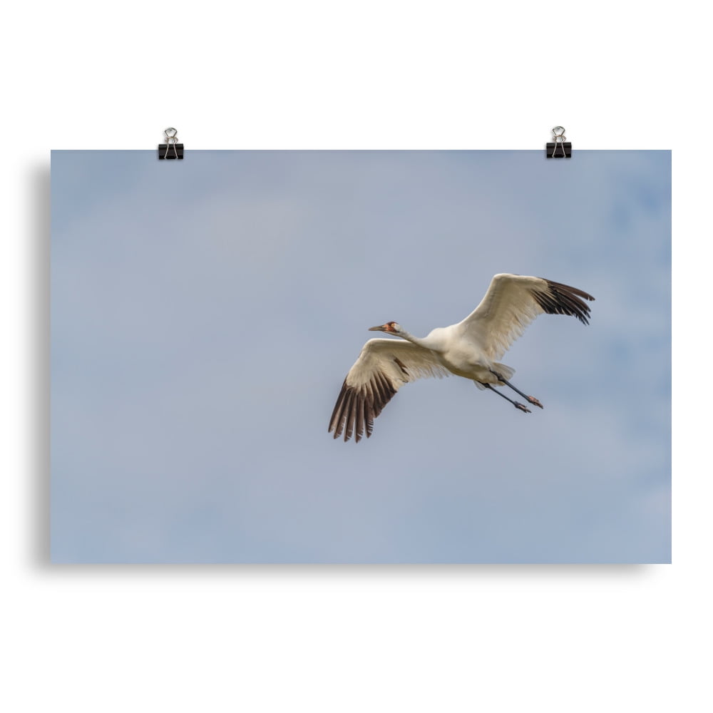 Whooping crane! - Photo paper poster (20″×30″) - Walmart.com
