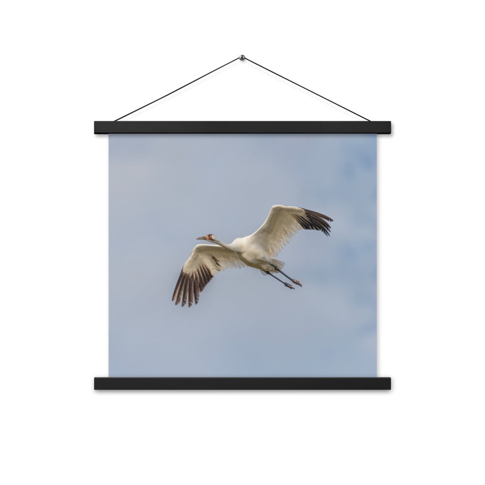 Whooping crane! - Poster with hangers (Black, 18″×18″) - Walmart.com