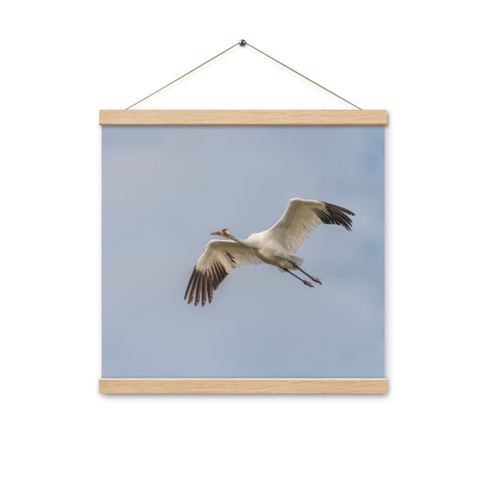 Whooping crane! - Poster with hangers (Oak, 16″×16″) - Walmart.com