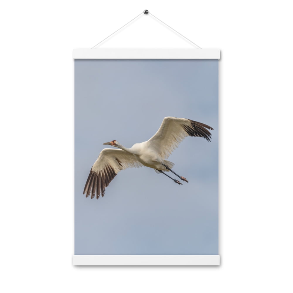 Whooping crane! - Poster with hangers (White, 12″×18″) - Walmart.com