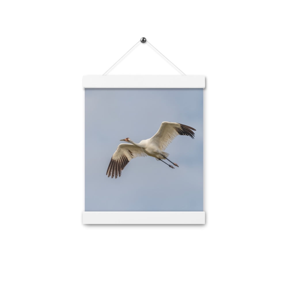 Whooping crane! - Poster with hangers (White, 8″×10″) - Walmart.com