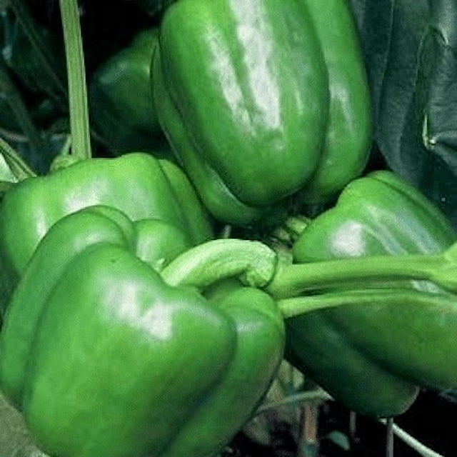 Whopper Pepper | Two Live Garden Plants | Non-GMO, Sweet, XL Fruit ...