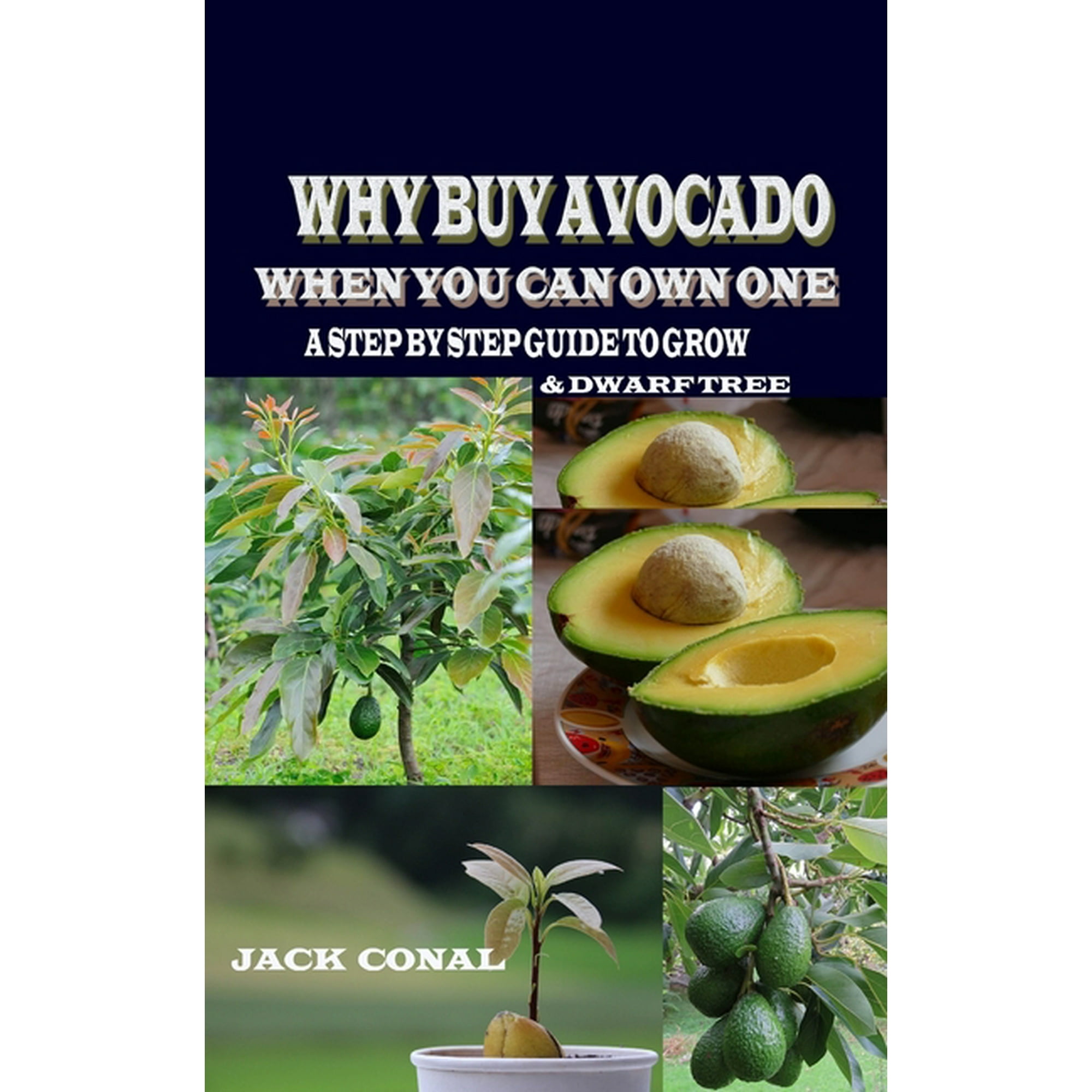 Dwarf Avocado Tree