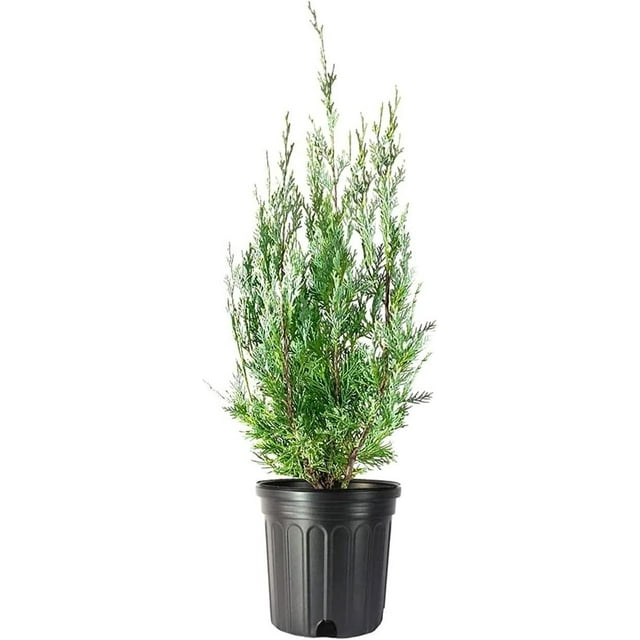 Wichita Blue Juniper 1 Live Gallon Size Tree Juniperus Scopulorum ...