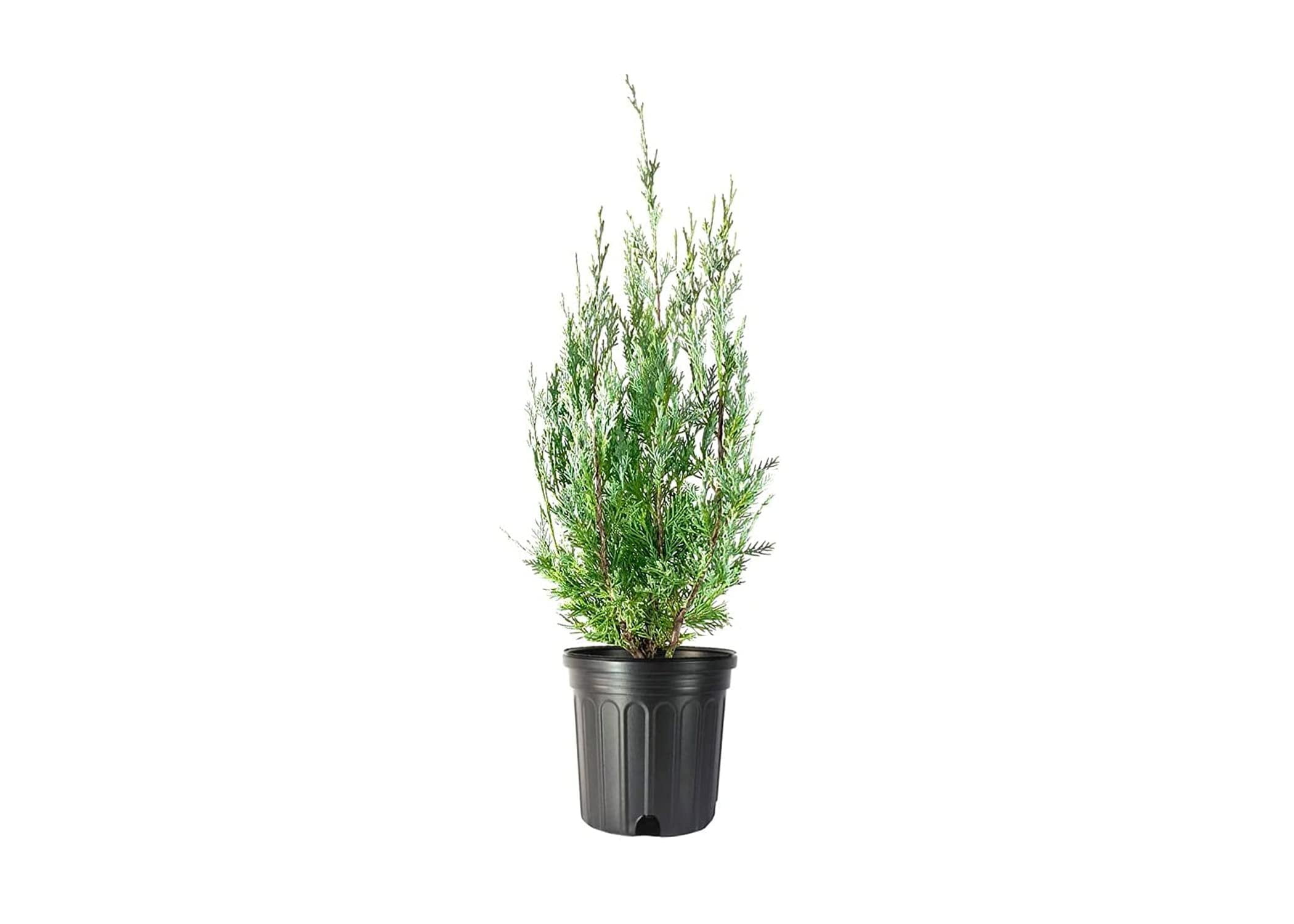 Wichita Blue Juniper 1 Live Gallon Size Tree Juniperus Scopulorum ...