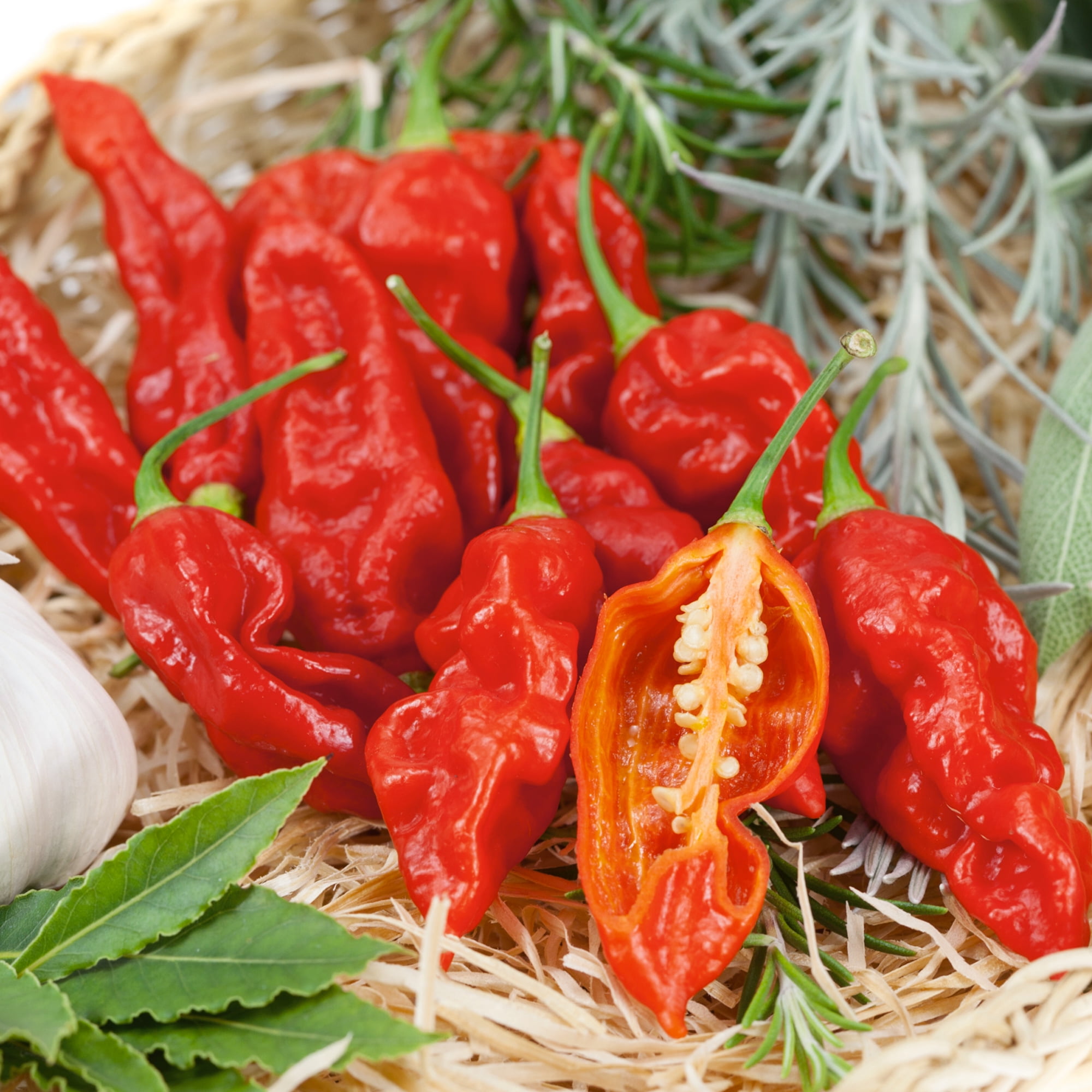 Wicked Ghost F1 Hybrid Hot Pepper Seeds, Non-GMO, 300 Mg Packet ~40 Seeds, Capsicum annuum, 110 ...