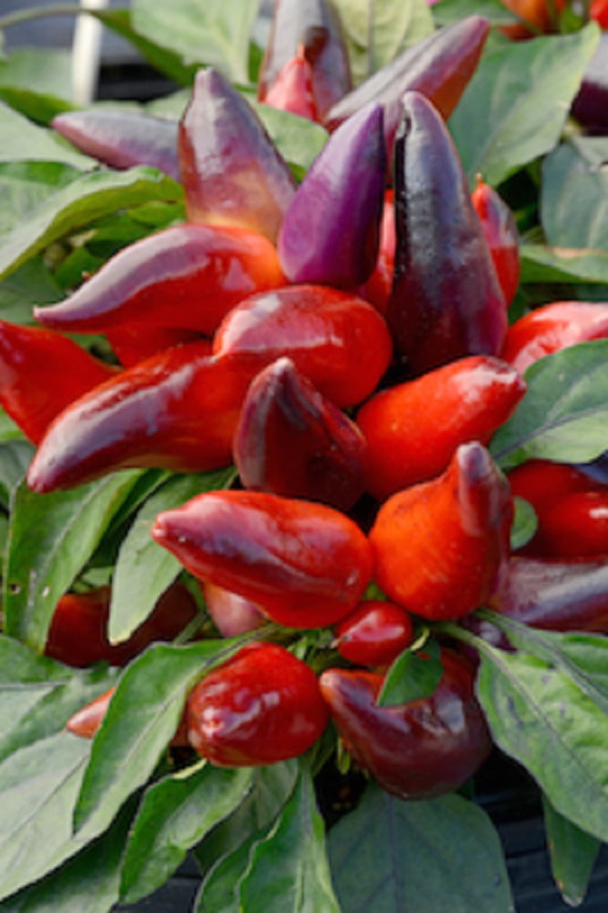 Wicked Ornamental & Edible Pepper - 10 Seeds - Walmart.com