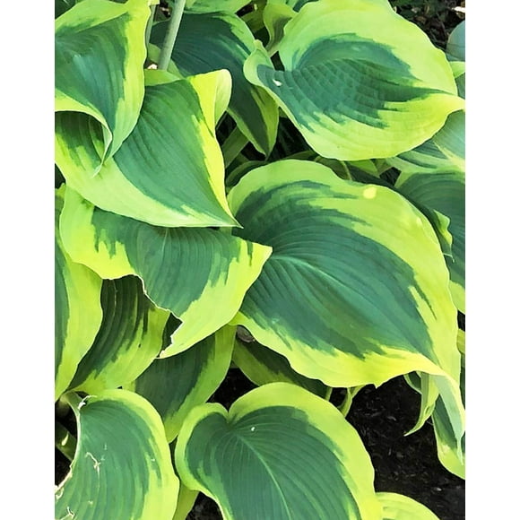 Hosta Plants in Perennials - Walmart.com