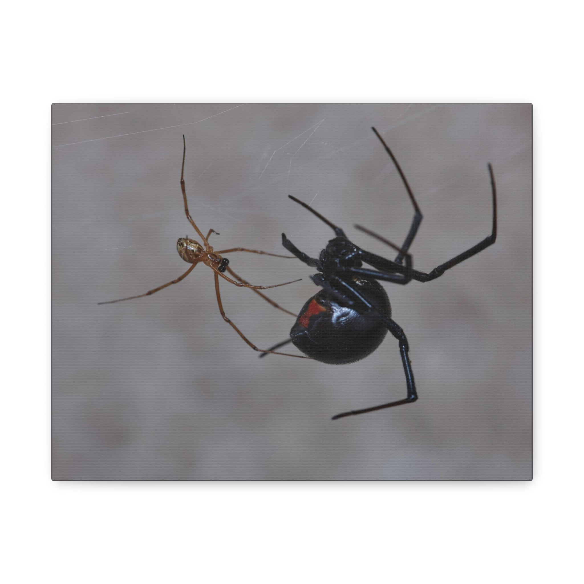 Widow Spider Couple Widow Spider Couple Print Animal Wall Art Wildlife ...