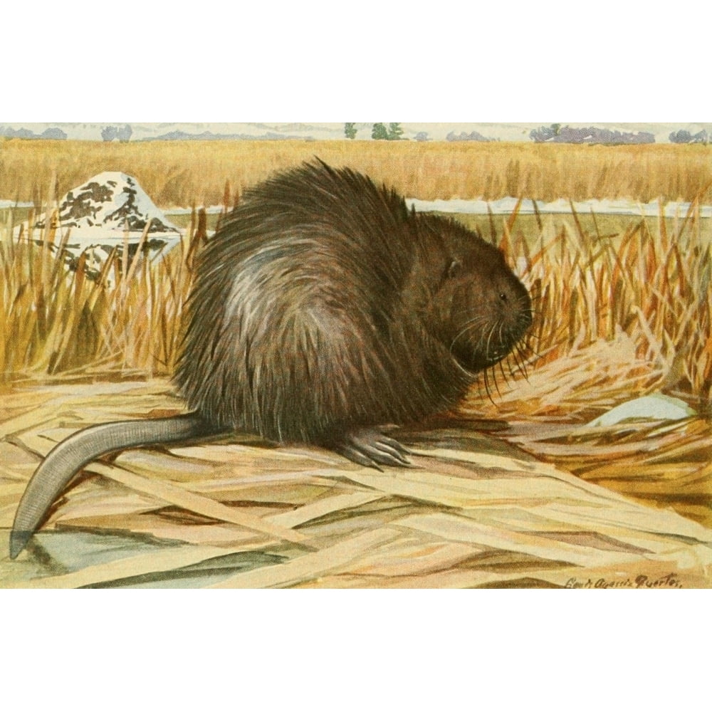 Wild Animals of N. America 1918 Muskrat Poster Print by L.A. Fuertes ...