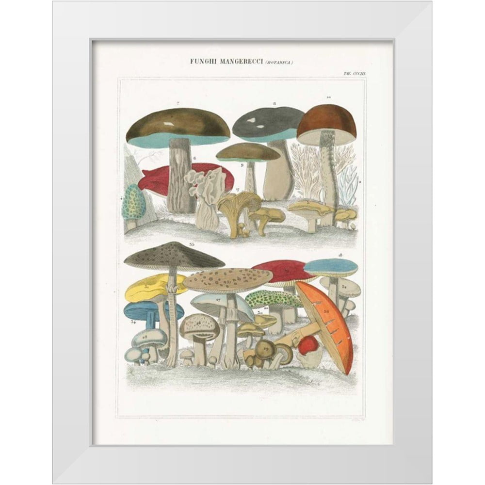 Wild Apple Portfolio 11x14 White Modern Wood Framed Museum Art Print ...