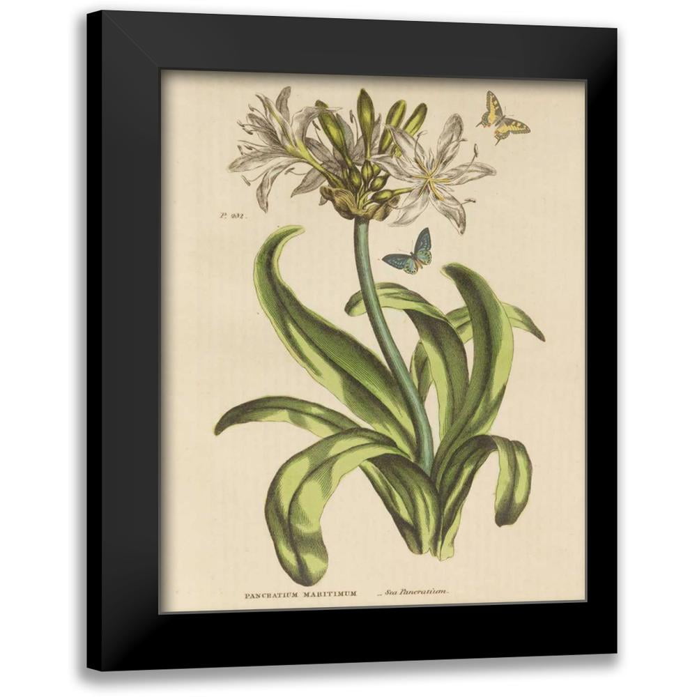 Wild Apple Portfolio 12x14 Black Modern Framed Museum Art Print Titled ...