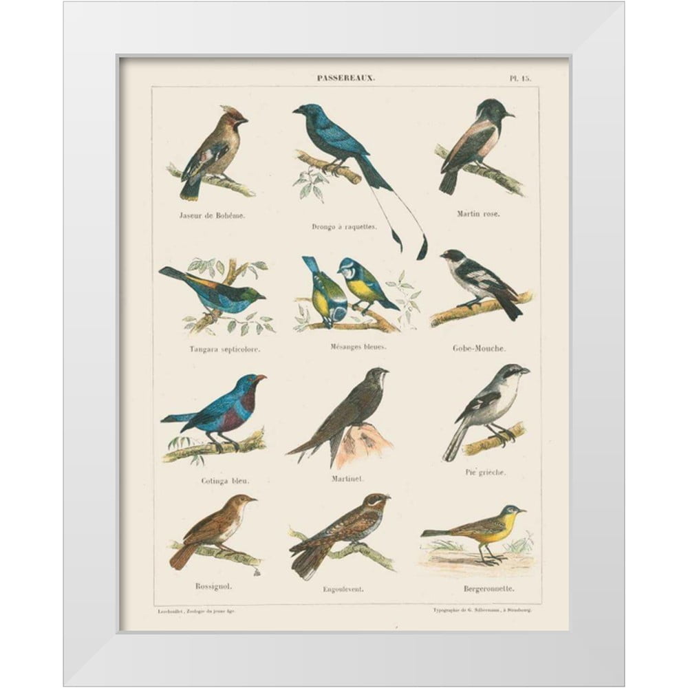 Wild Apple Portfolio 12x14 White Modern Wood Framed Museum Art Print ...